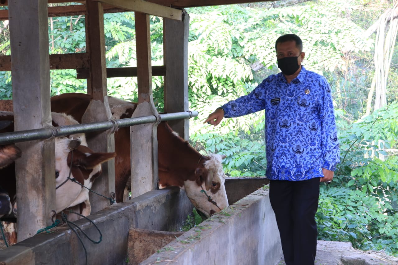 Di Kota Payakumbuh Sebanyak 4 Ekor Sapi Positif Terjangkit Virus PMK ...